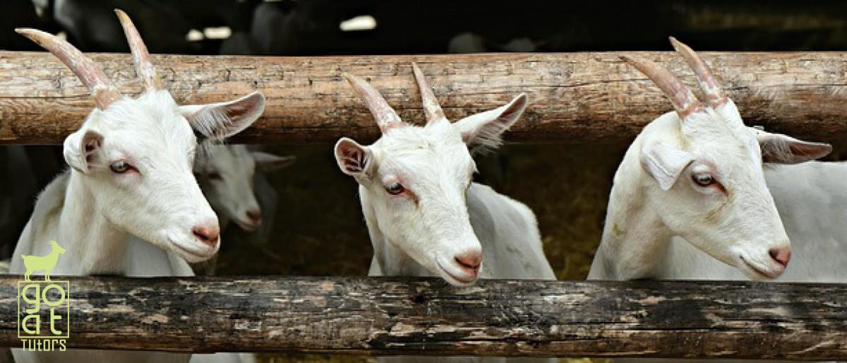 Get in touch with a student advisor! – Goat Notes